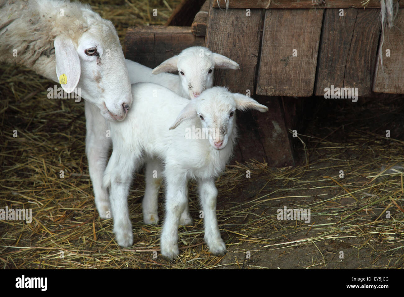 Sardinian sheep and his lambs in Casentino - Tuscany Stock Photo - Alamy