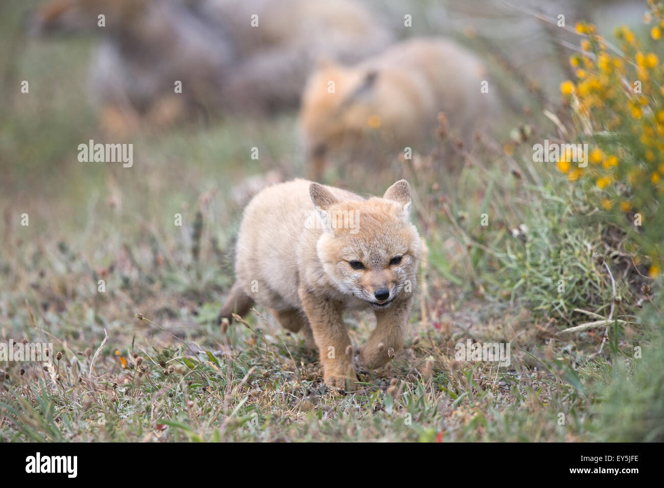 Young South American Grey Fox - Torres del Paine Chile Stock Photo - Alamy