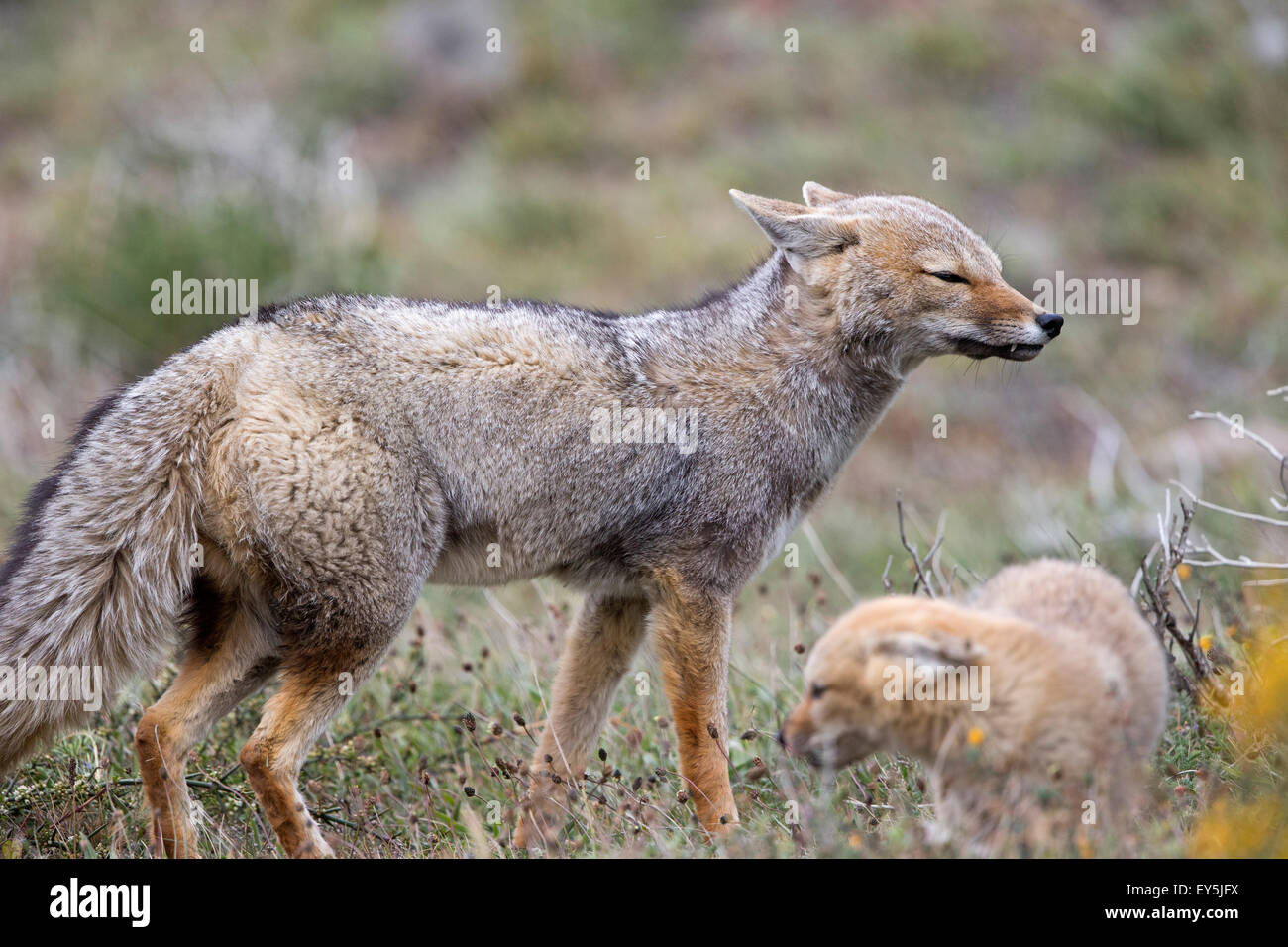 South American Grey Fox and young - Torres del Paine Chile Stock Photo ...