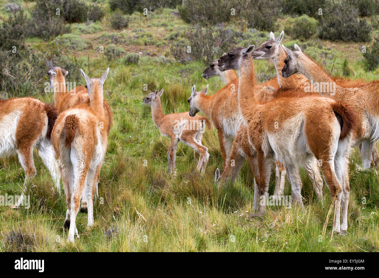 Guanacos in the steppe - Torres del Paine Chile Stock Photo - Alamy