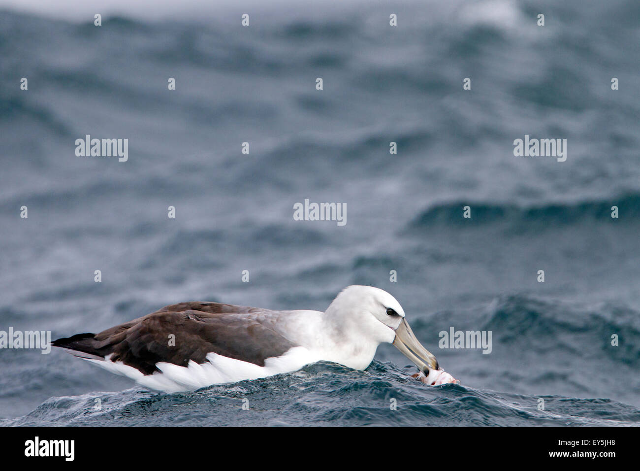 Shy albatross eating a catfish - Seal Island South Africa Stock Photo ...