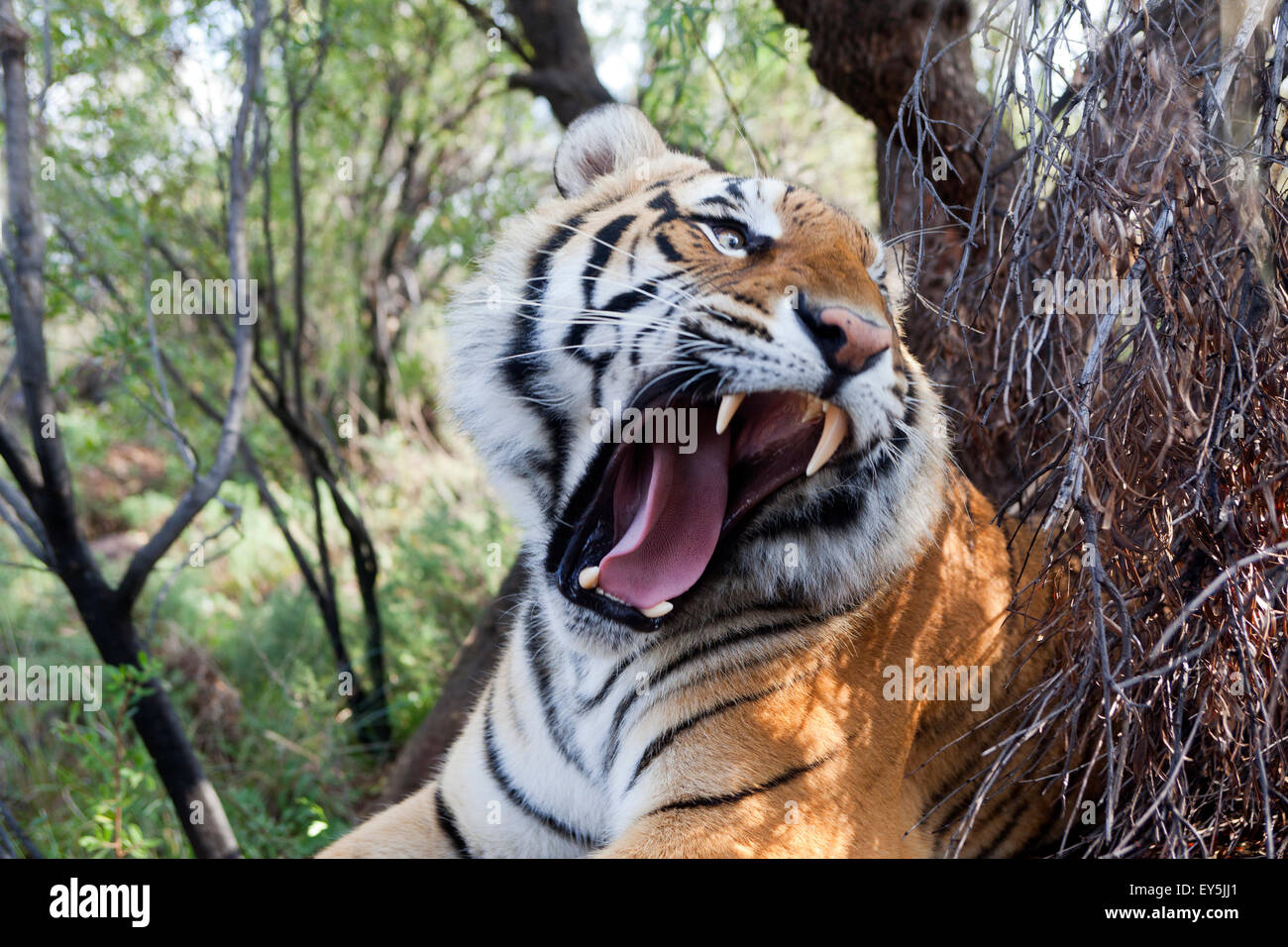 Portrait of Bengal Tiger aggressive Stock Photo - Alamy