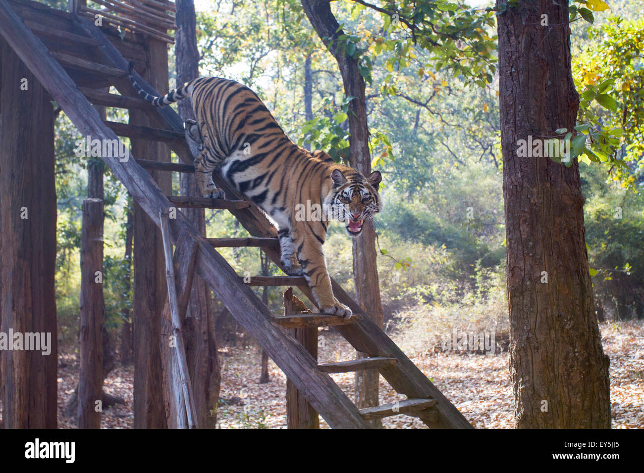 Bengal tiger descending a ladder - Bandhavgarh India on a platform for ...