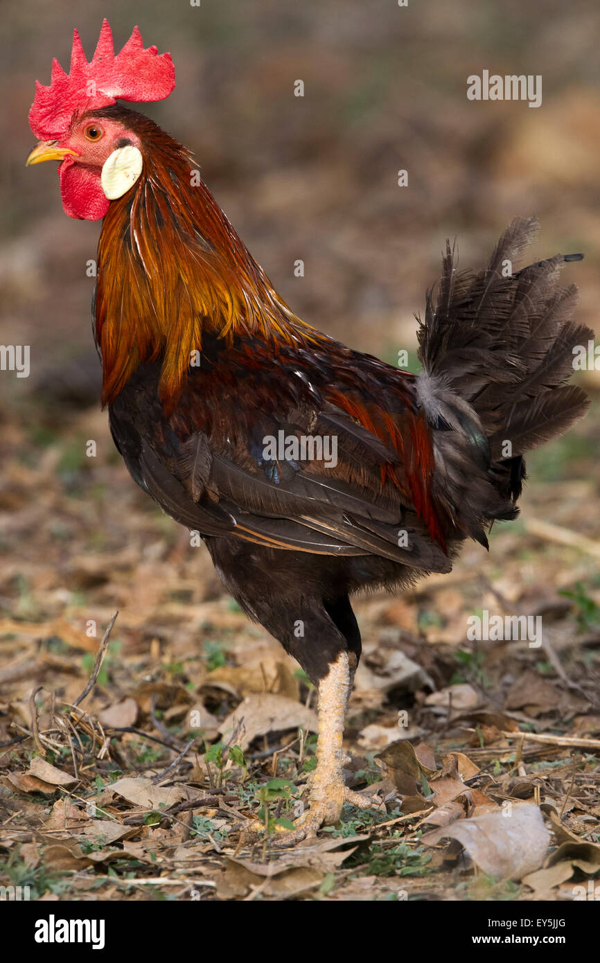 Junglefowl hi-res stock photography and images - Alamy