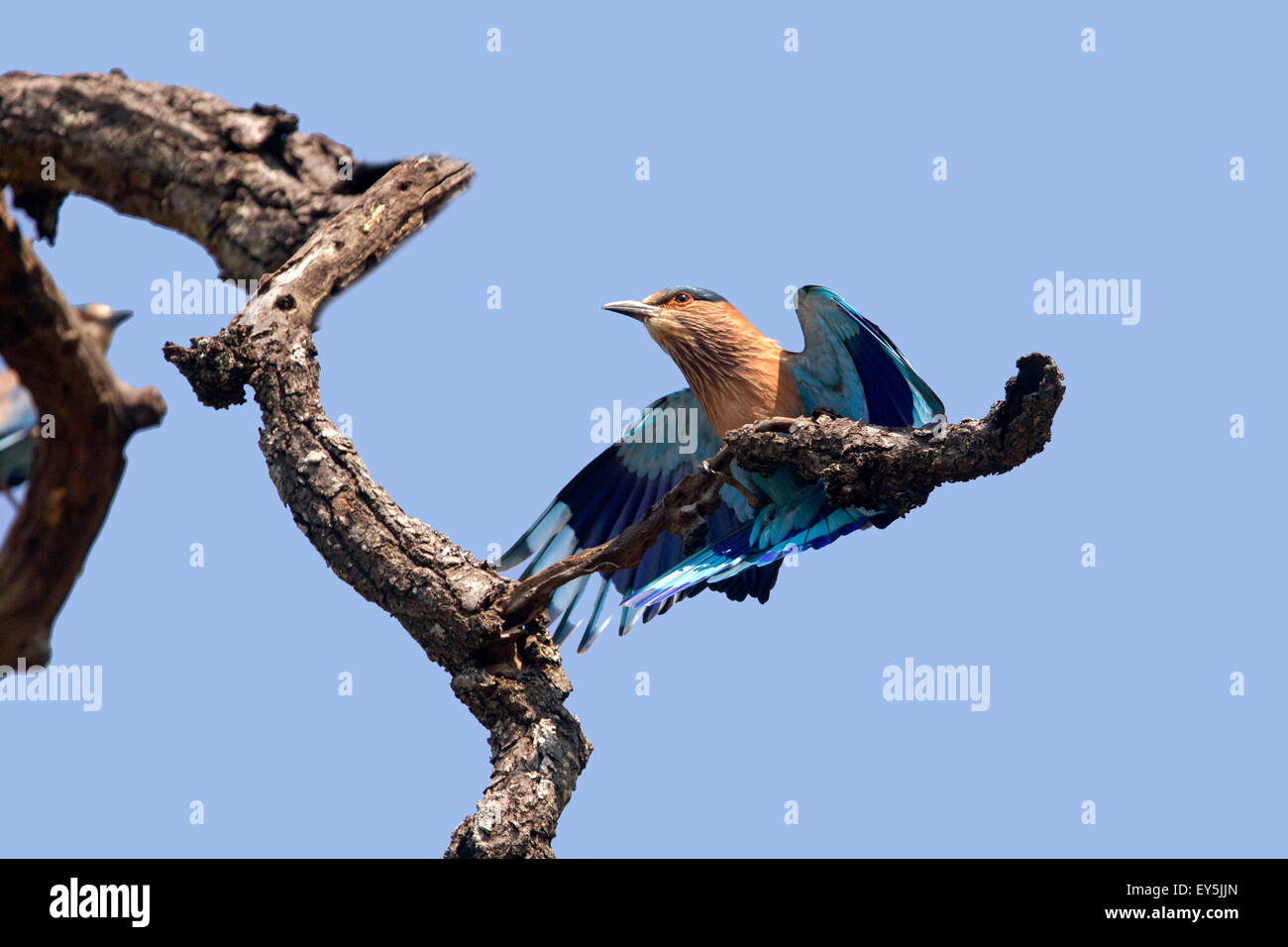 Indian Roller male displaying - Bandhavgarh India Stock Photo - Alamy