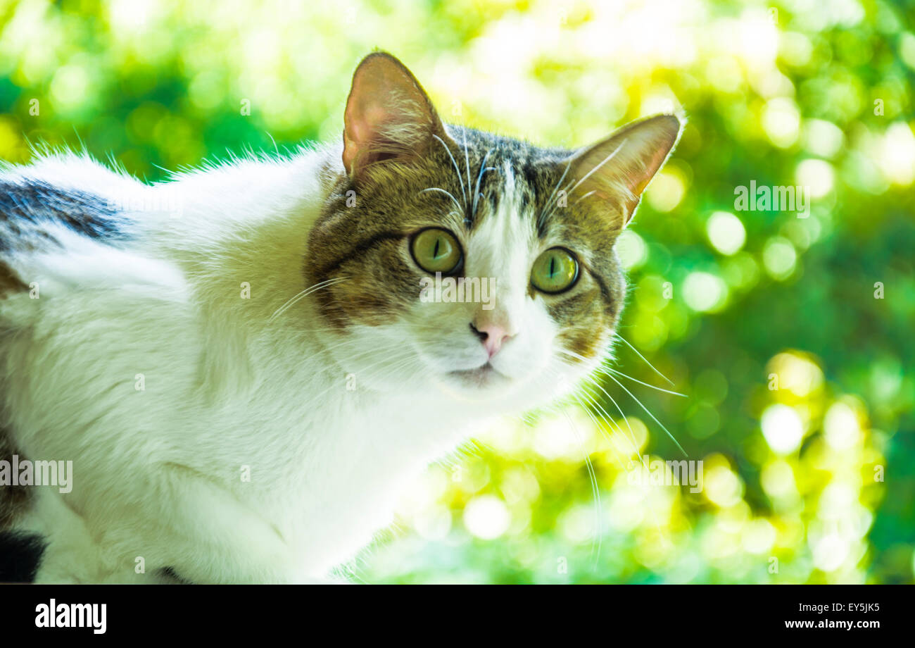 cat observing nature in summer Stock Photo - Alamy