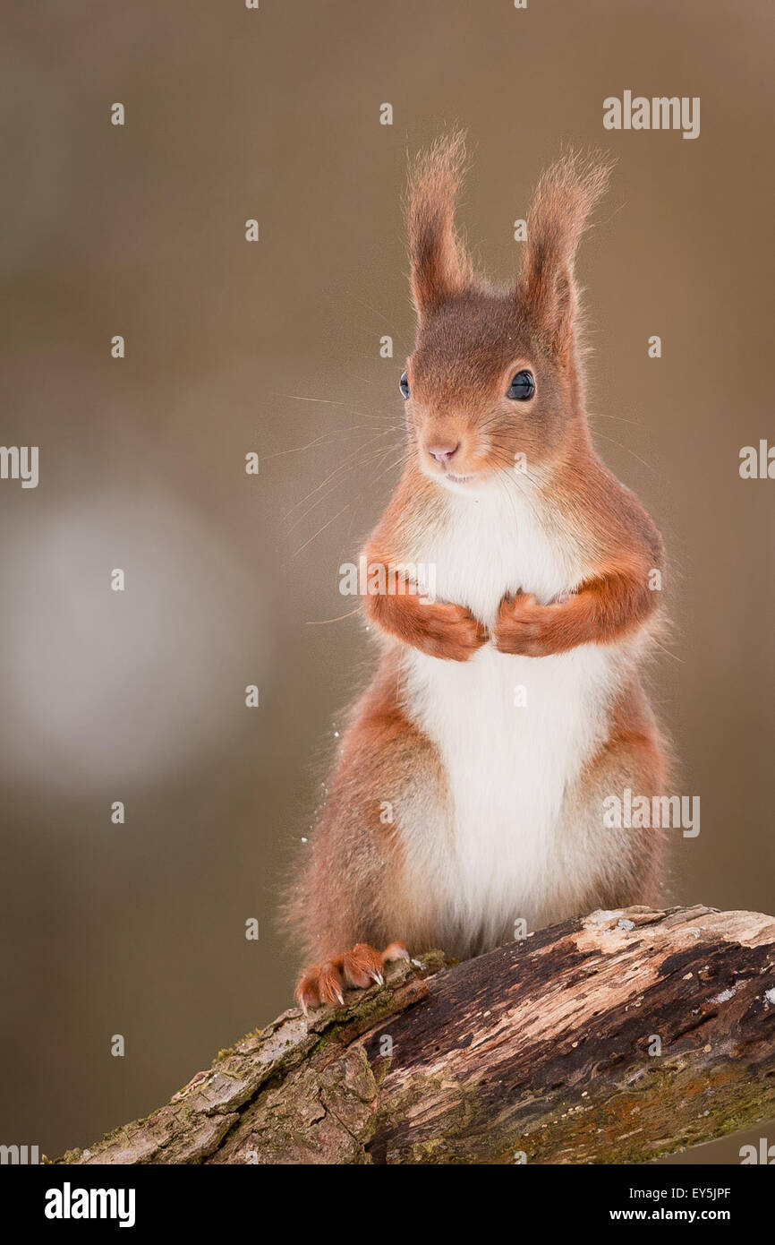 Red squirrel on a stump - Northern Vosges France Stock Photo - Alamy