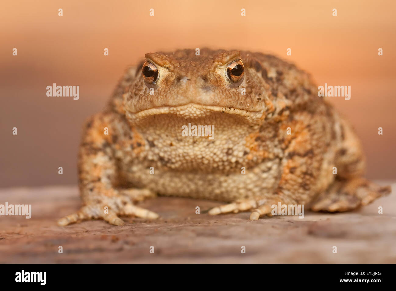 Portrait of European Toad - Northern Vosges France Stock Photo - Alamy