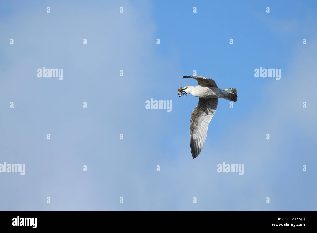 Comb bird hi-res stock photography and images - Alamy