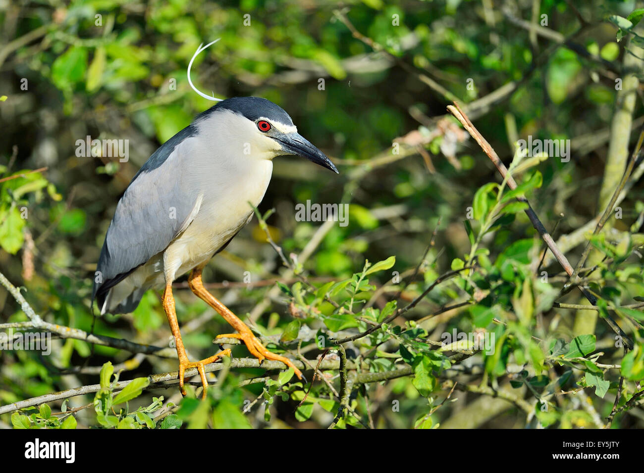 Night Heron on a branch - Dombes France Stock Photo - Alamy