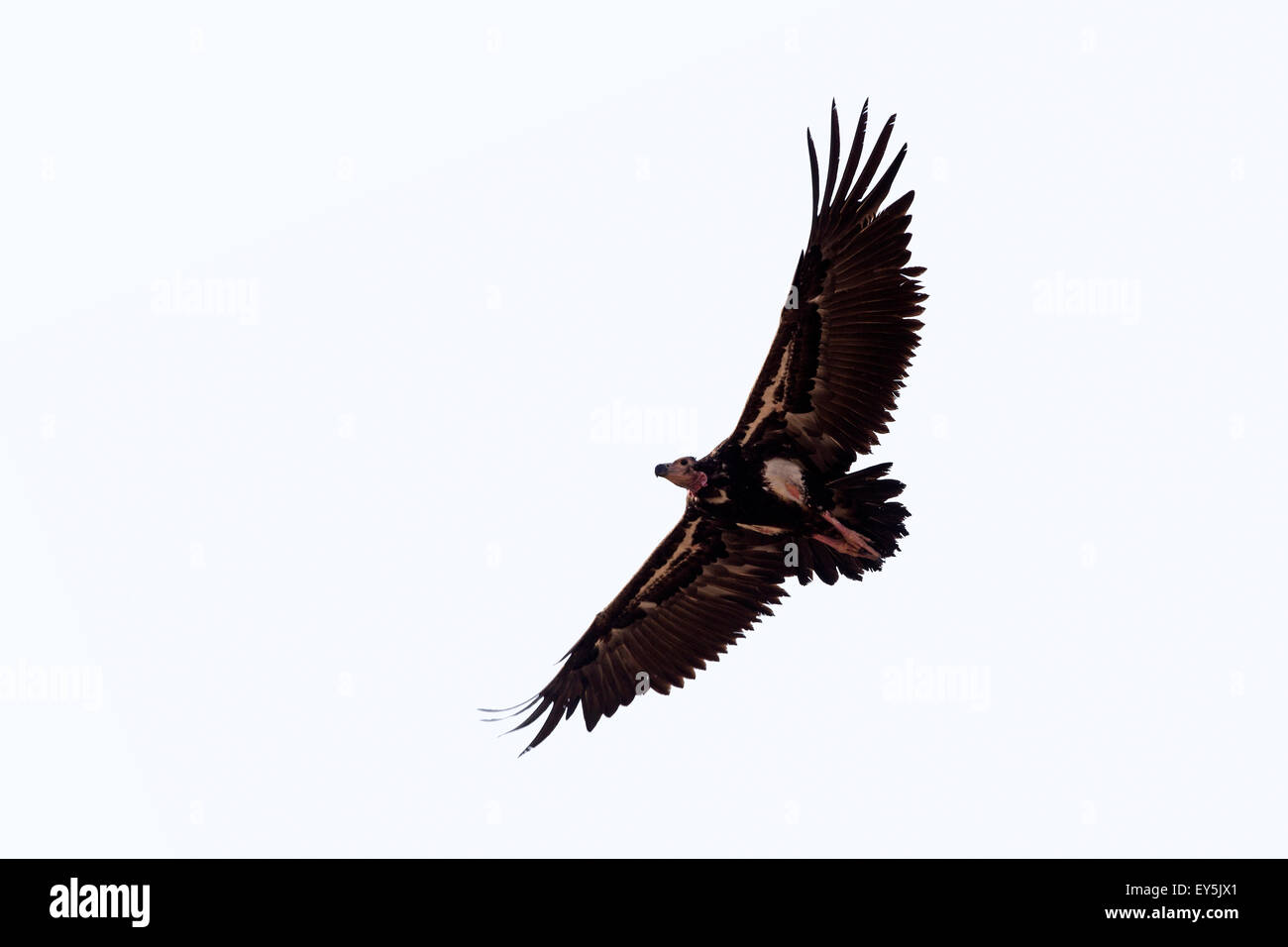 Red-headed Vulture in flight - Bandhavgarh NP India Stock Photo - Alamy
