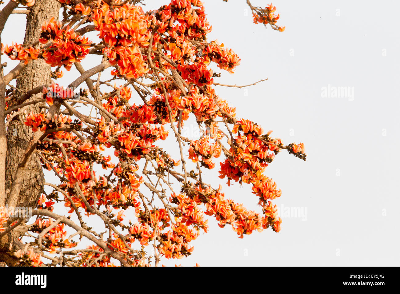 Palash hi-res stock photography and images - Alamy
