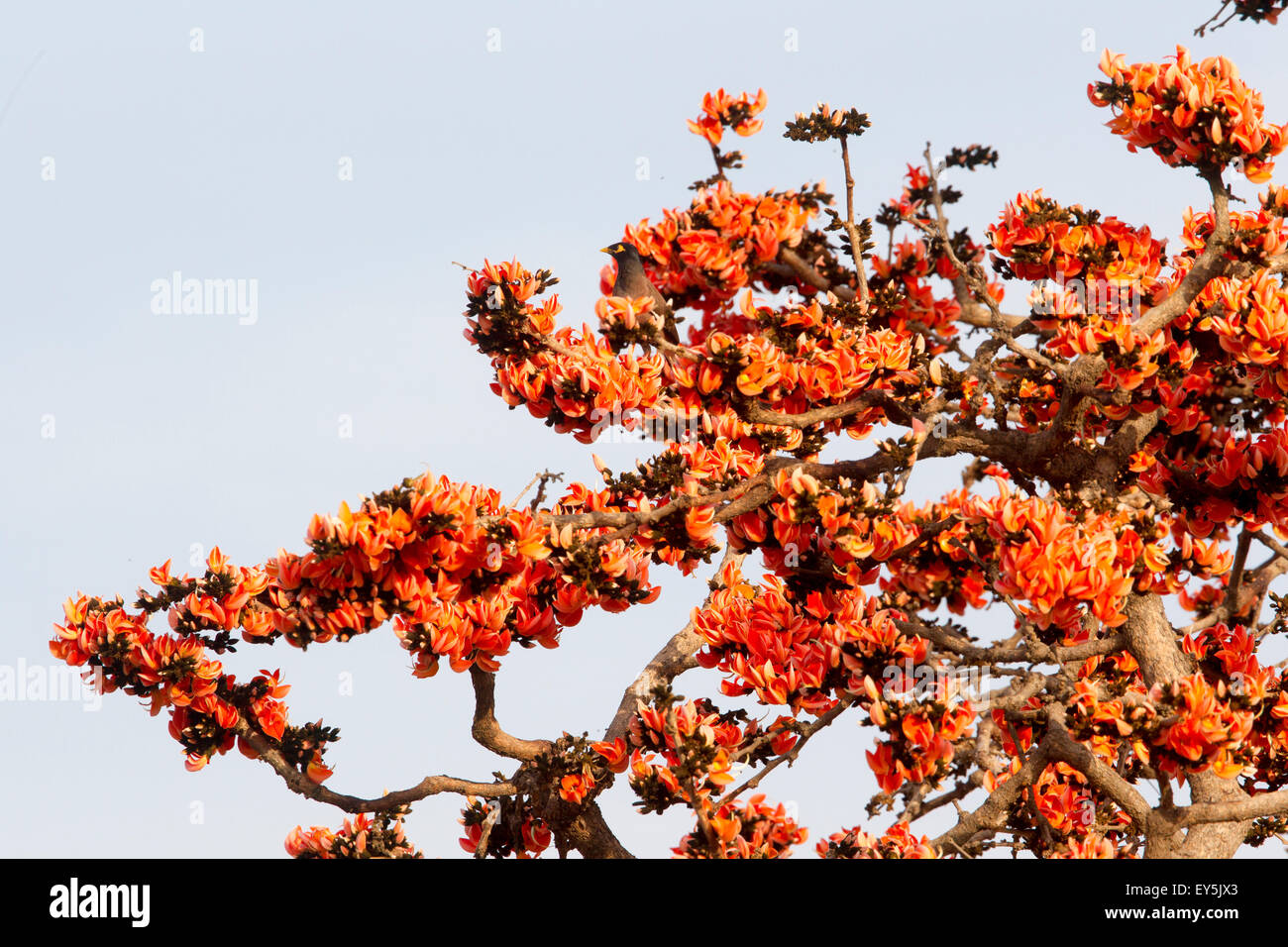 Palash Flowers High Resolution Stock Photography and Images - Alamy