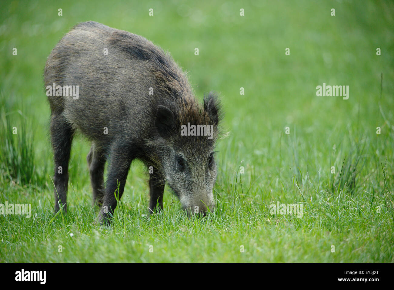 Eurasian Wild Boar eating in grass - Ardennes Belgium Stock Photo - Alamy