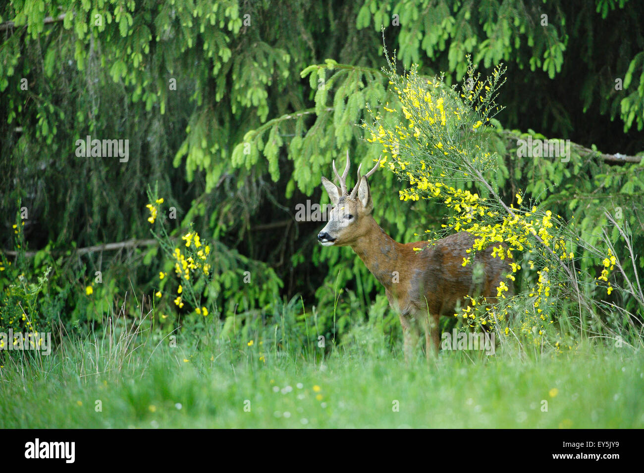 Roebuck near the forest - Ardennes Belgium Stock Photo - Alamy