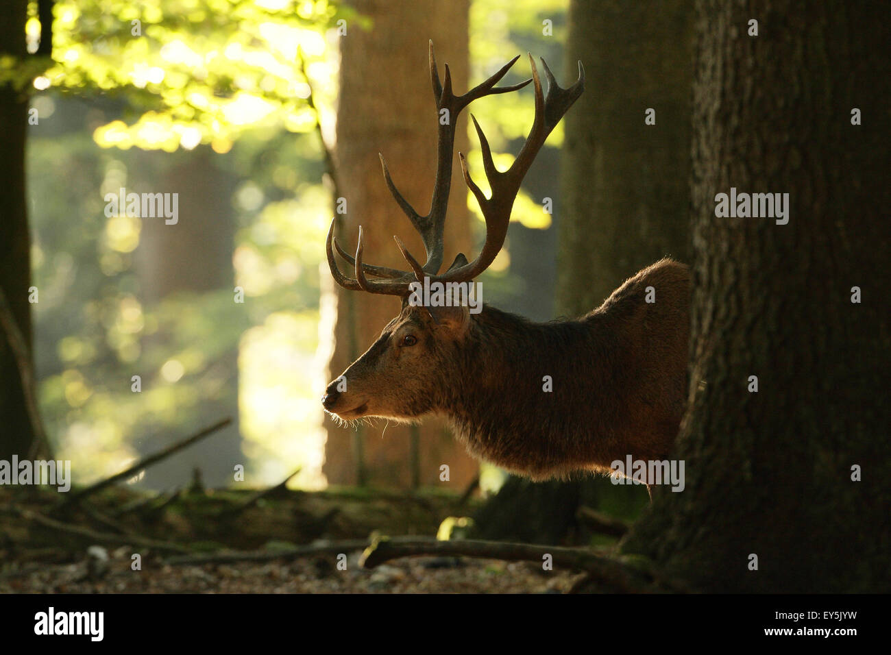 Male red deer in the woods - Bayerischer Wald Germany Stock Photo - Alamy