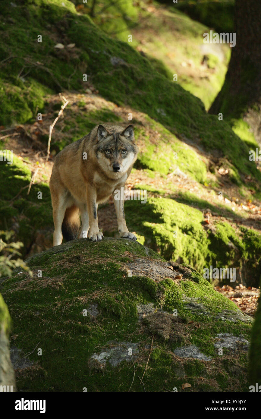 Common gray wolf in the woods - Bayerischer Wald Germany Stock Photo ...