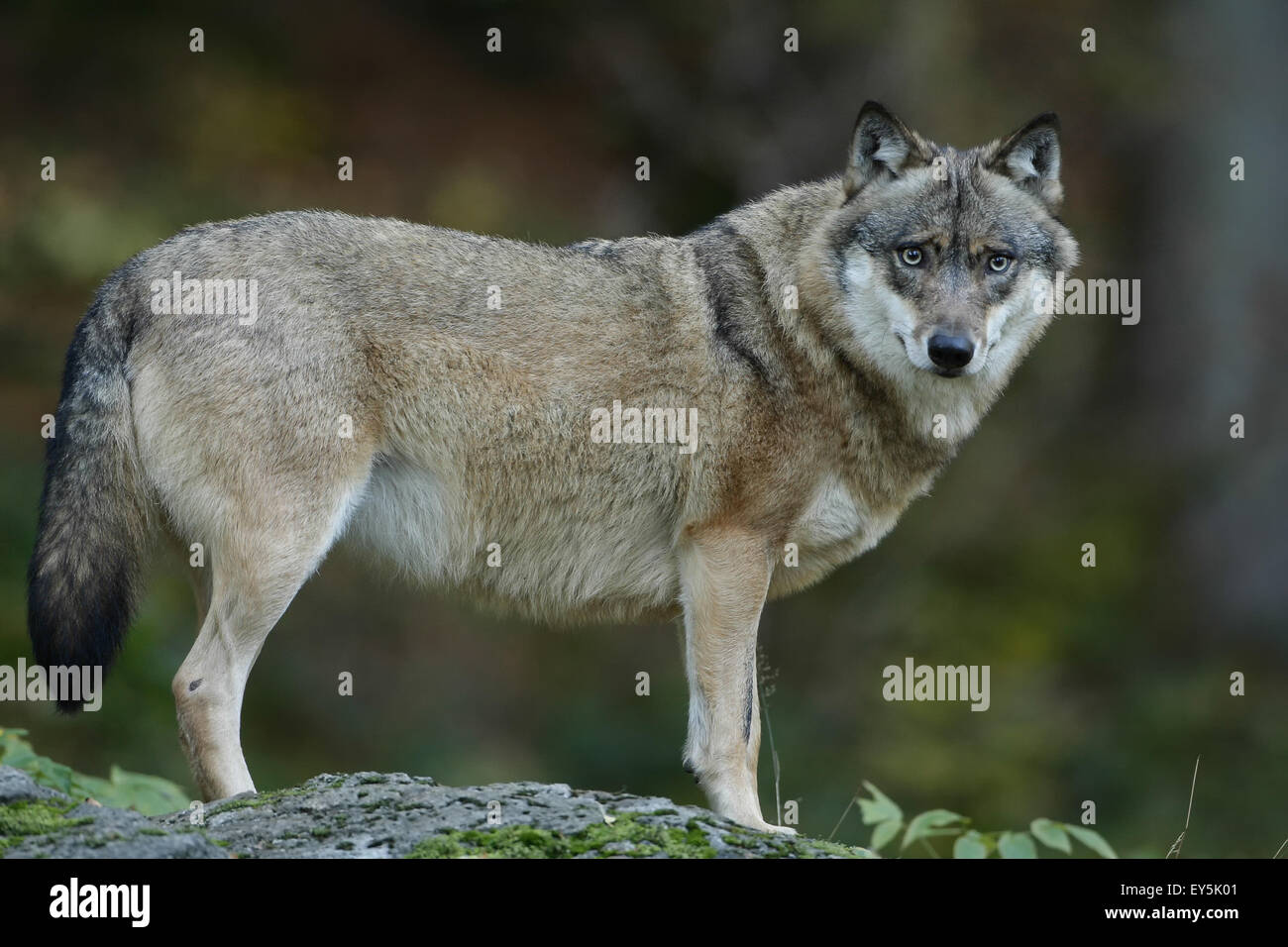 Common gray wolf in the woods - Bayerischer Wald Germany Stock Photo ...