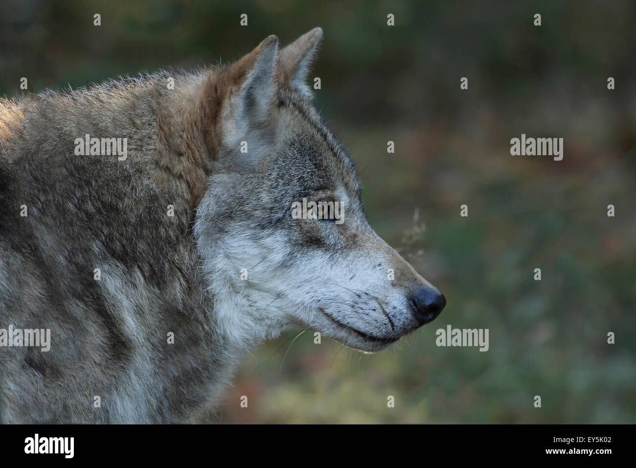 Portrait of Common gray wolf - Bayerischer Wald Germany Stock Photo - Alamy
