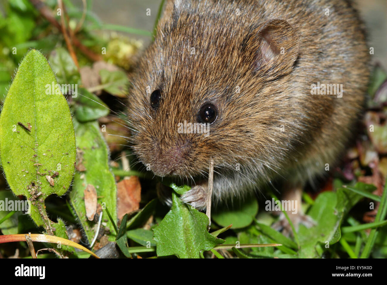Common Vole eating leaves - France Stock Photo - Alamy