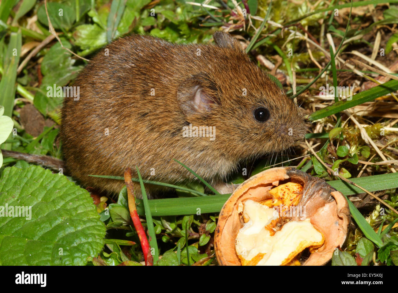 Common Vole and nut in grass - France Stock Photo - Alamy