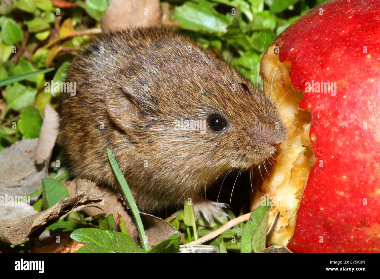Common Vole eating an apple in the grass - France Stock Photo - Alamy