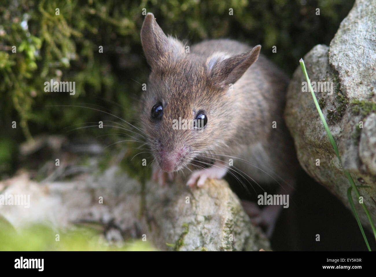 Young Long-tailed field mouse on rock - France Stock Photo - Alamy