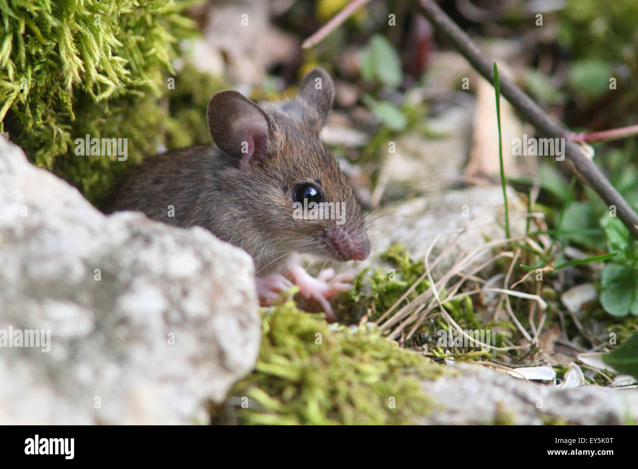 Young Long-tailed field mouse on rock - France Stock Photo - Alamy
