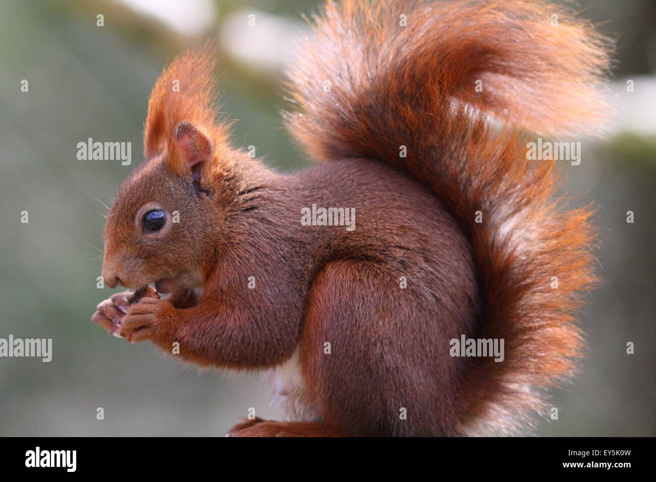 Eurasian Red Squirrel eating - France Stock Photo - Alamy