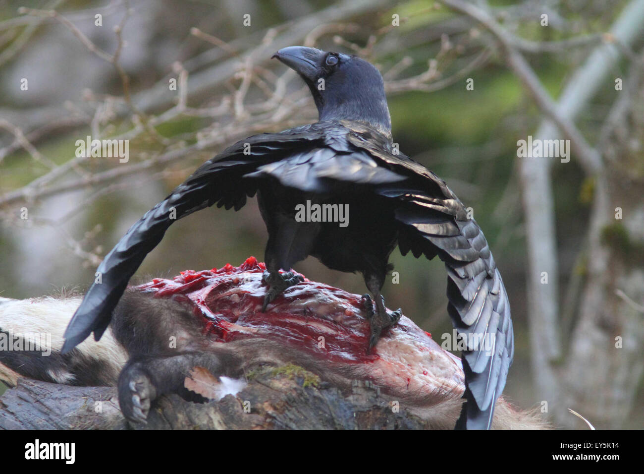 Common Raven on dead Eurasian Badger - France Stock Photo - Alamy