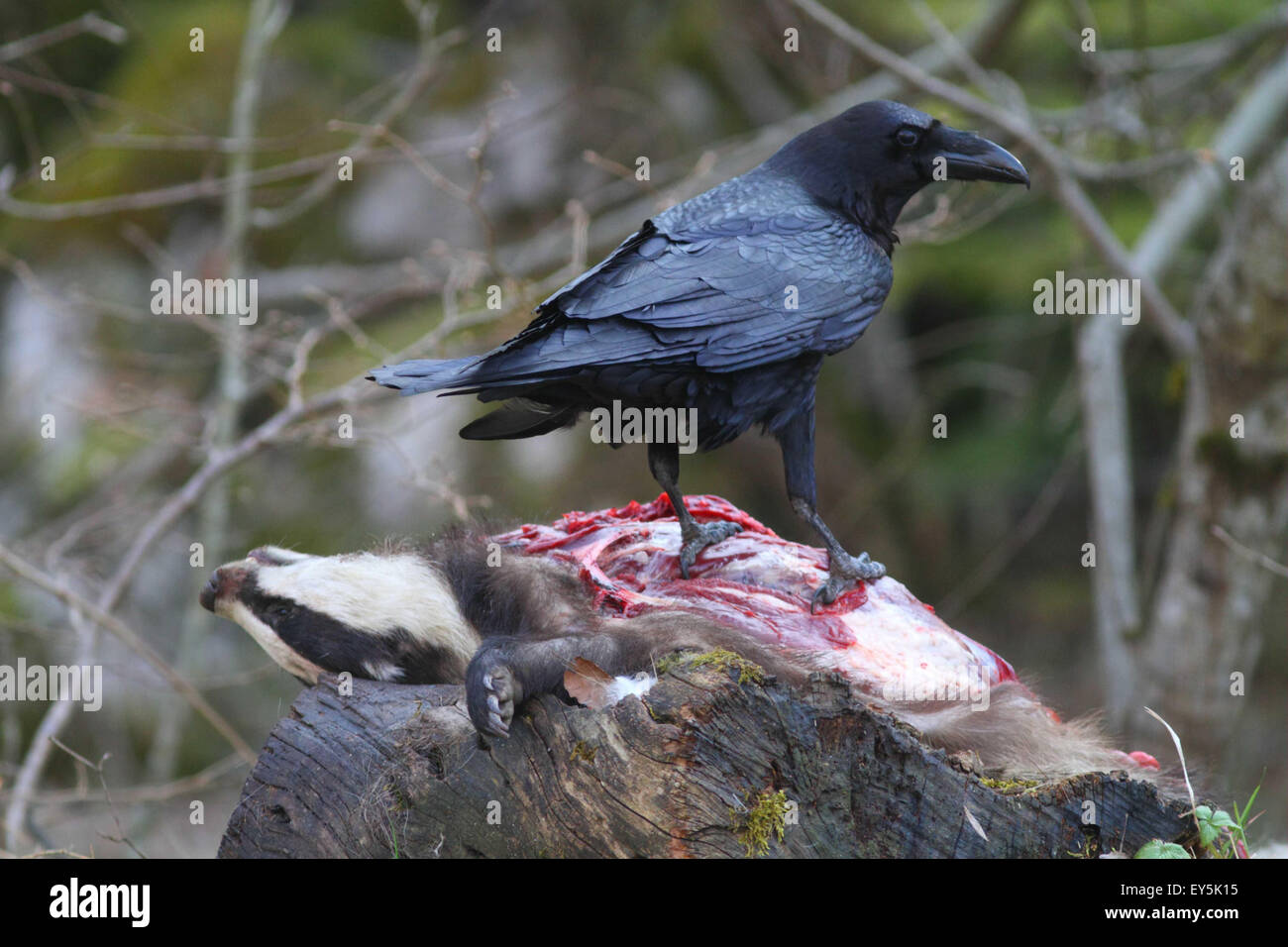 Common Raven on dead Eurasian Badger - France Stock Photo - Alamy