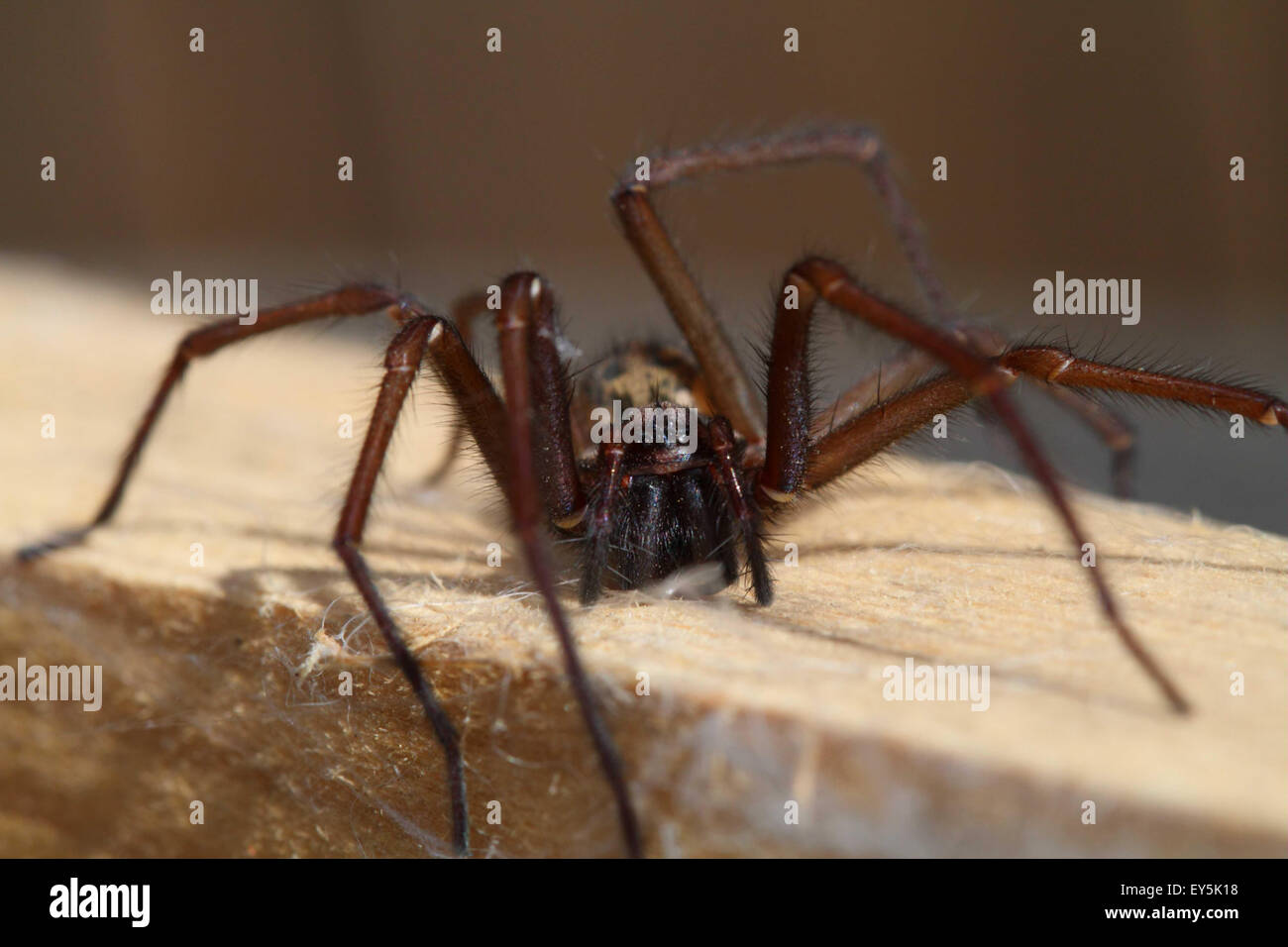 House spider on a board - France Stock Photo - Alamy