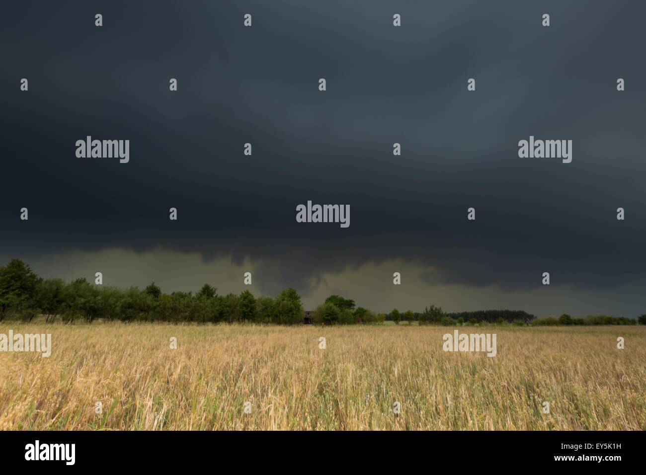 Dark stormy clouds over corn field at summer. Frightening storm over ...