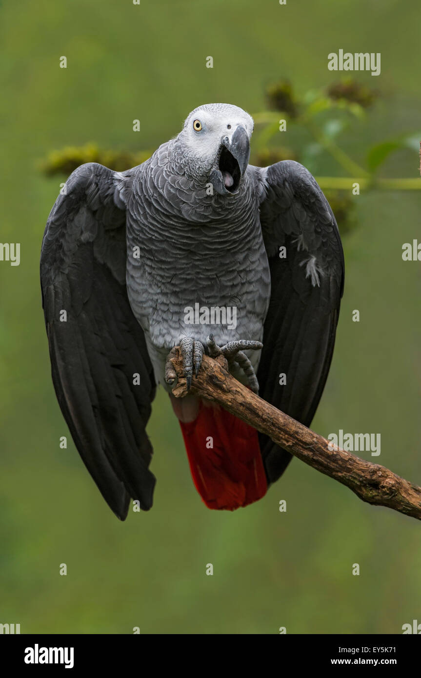 Shouting animal hi-res stock photography and images - Alamy