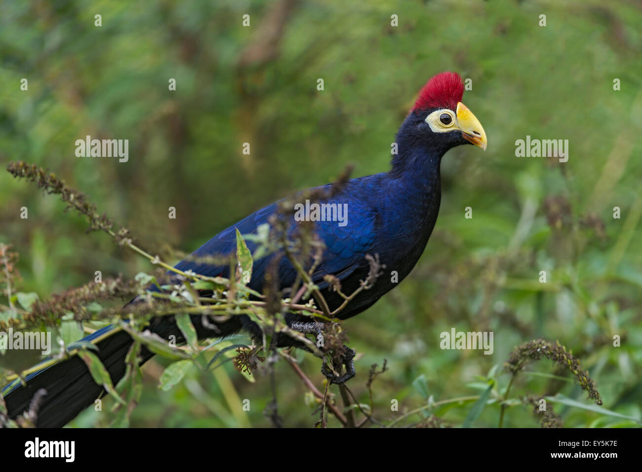 Violet turaco on a branch Stock Photo - Alamy