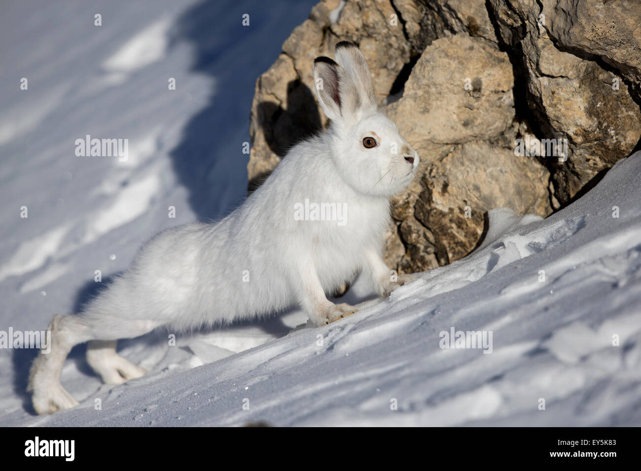 Mountain hare in the winter livery - Swiss Alps Stock Photo - Alamy