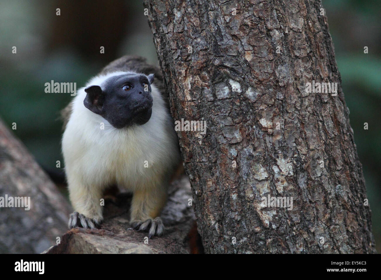 Brazilian bare-faced tamarin on a branch Stock Photo - Alamy
