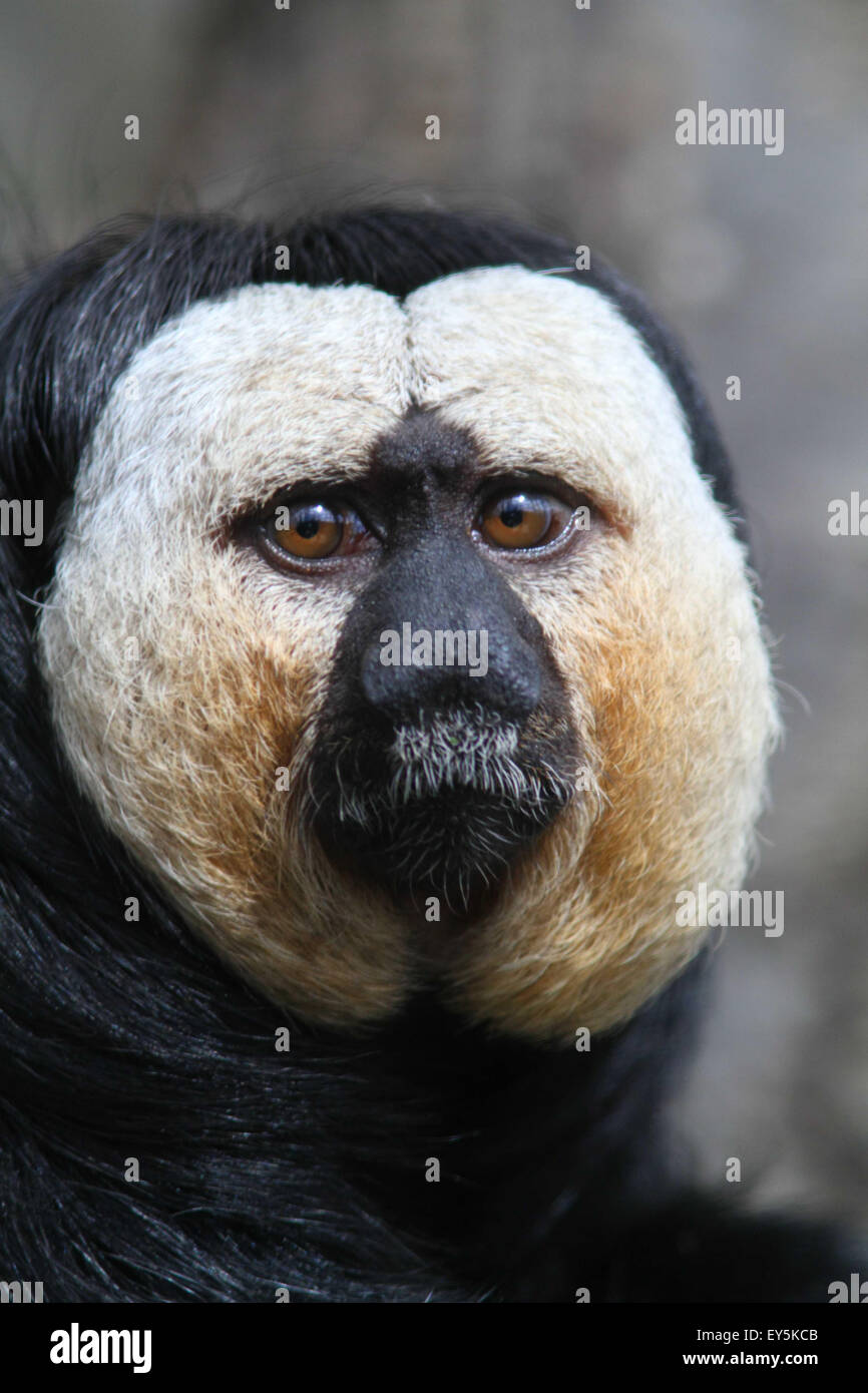 Portrait of Guianan Saki Stock Photo - Alamy
