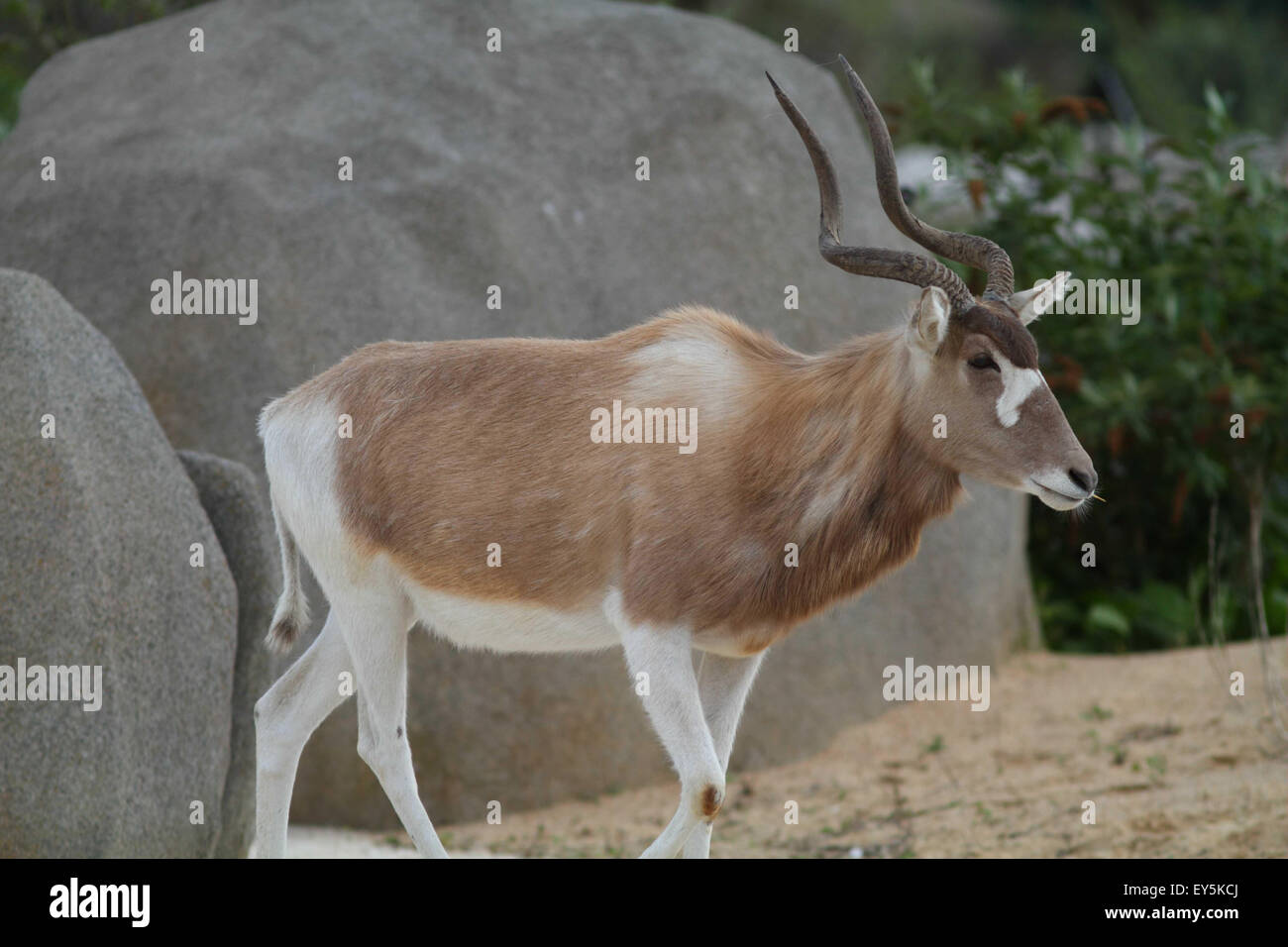 Addax High Resolution Stock Photography and Images - Alamy