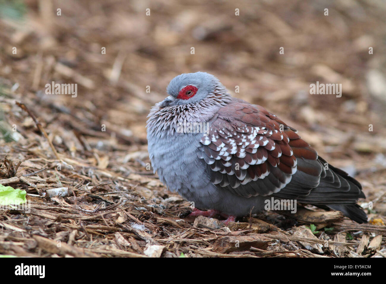 Ground pigeon hi-res stock photography and images - Alamy