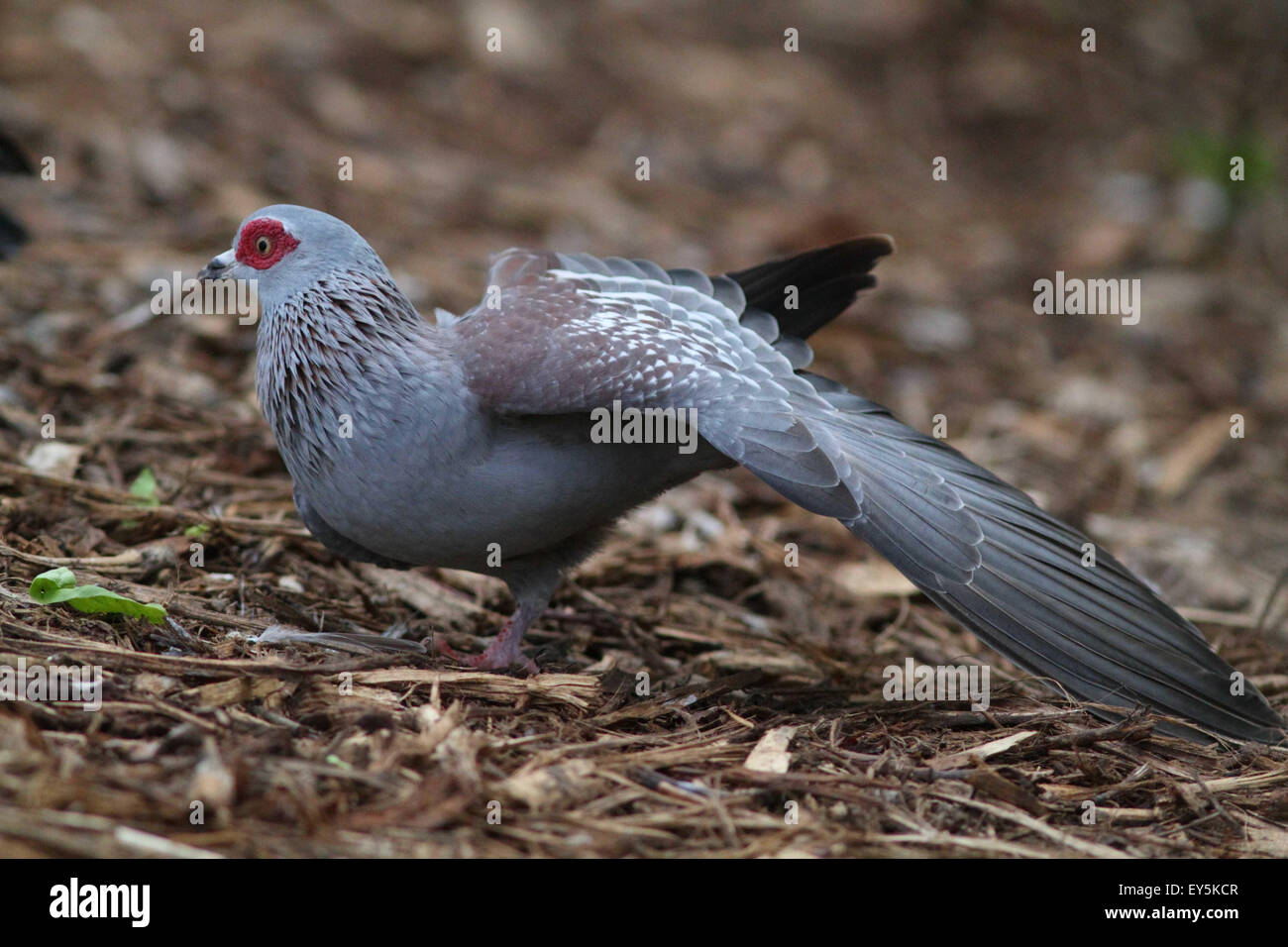 Speckled Pigeon stretching on ground Stock Photo - Alamy