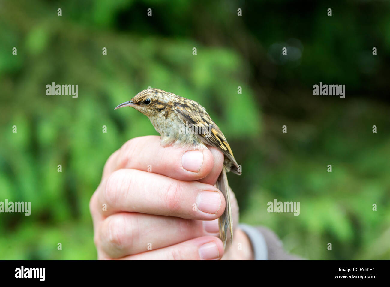 Banding a Common Treecreeper captured by net - France Bird Banding with ...