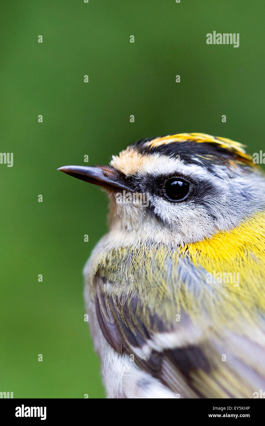 Banding Firecrest captured by net - France Bird Banding with nylon nets ...