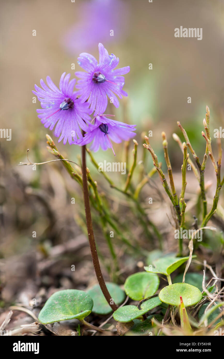 Alpine snowbell in bloom in the Alps - France Stock Photo - Alamy