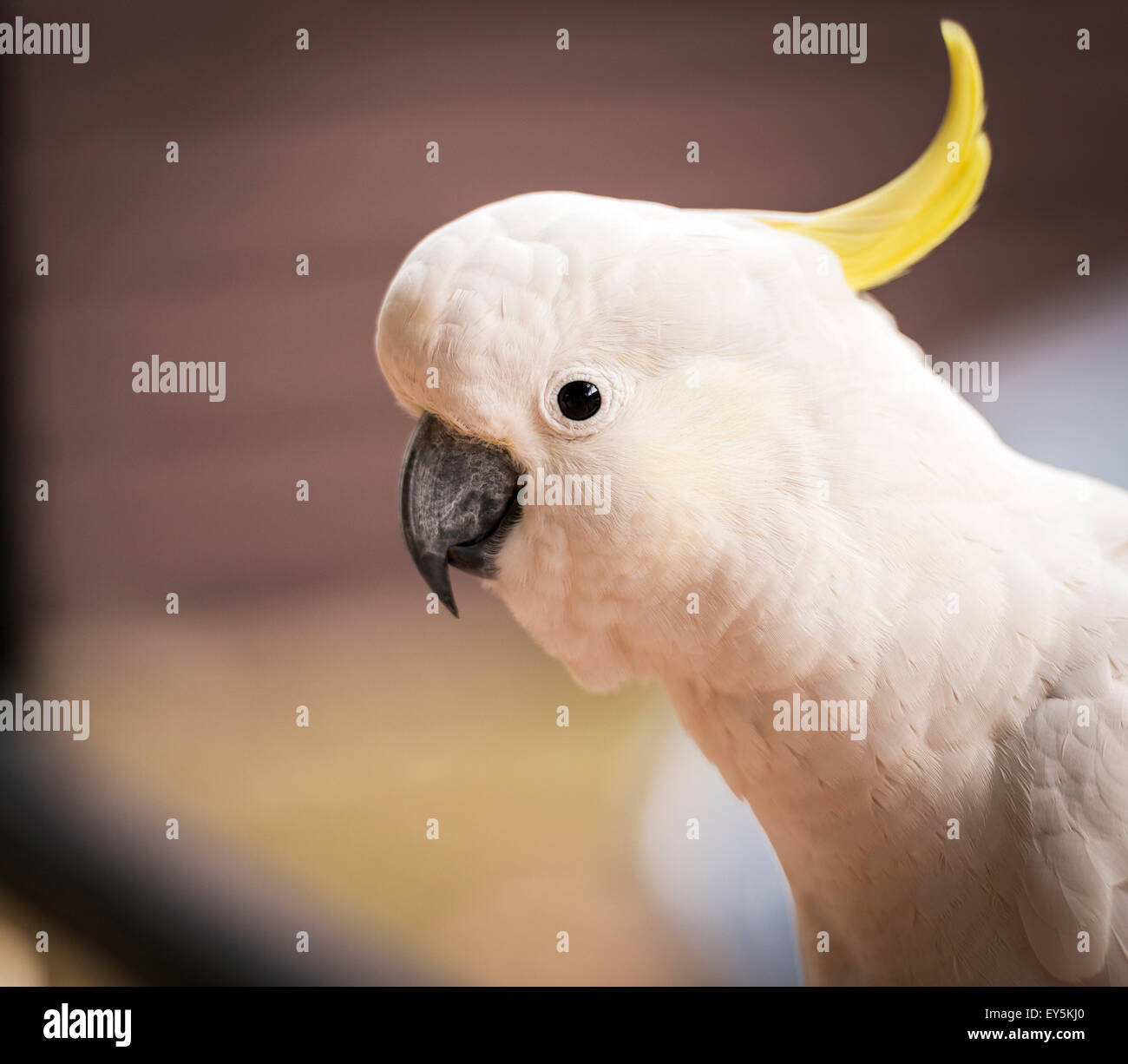 Cheeky cockatoo parrot bird in the Australian bush Stock Photo - Alamy