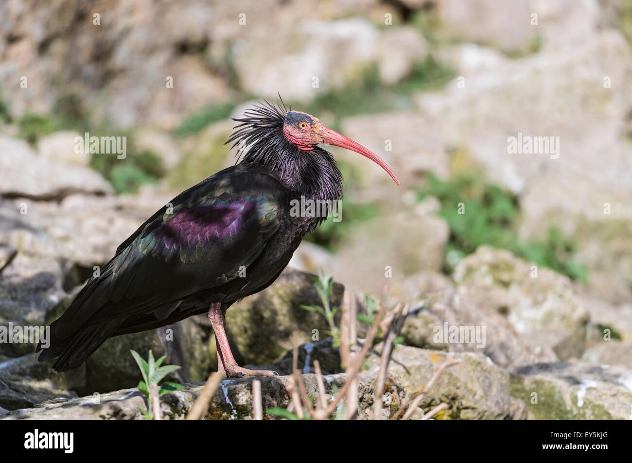 Northern bald ibis - Turkey Stock Photo - Alamy