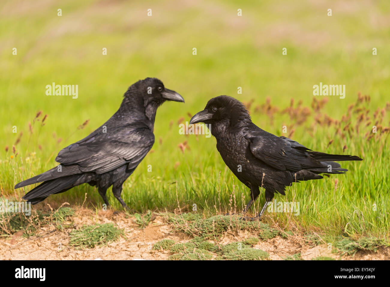 Common ravens hi-res stock photography and images - Alamy