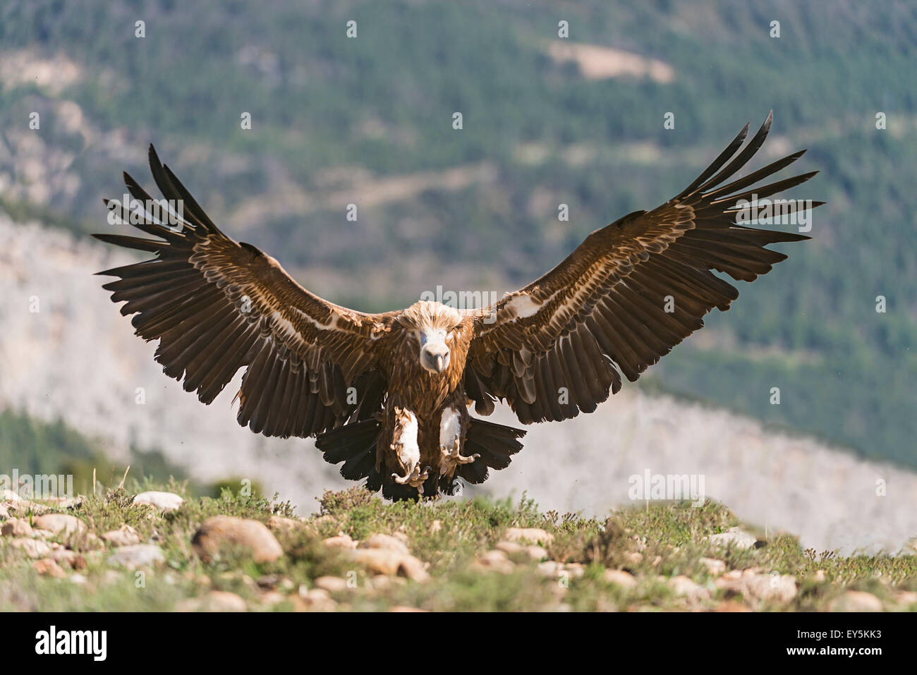 Eurasian griffon vulture landing in Catalonia- Spain Stock Photo - Alamy