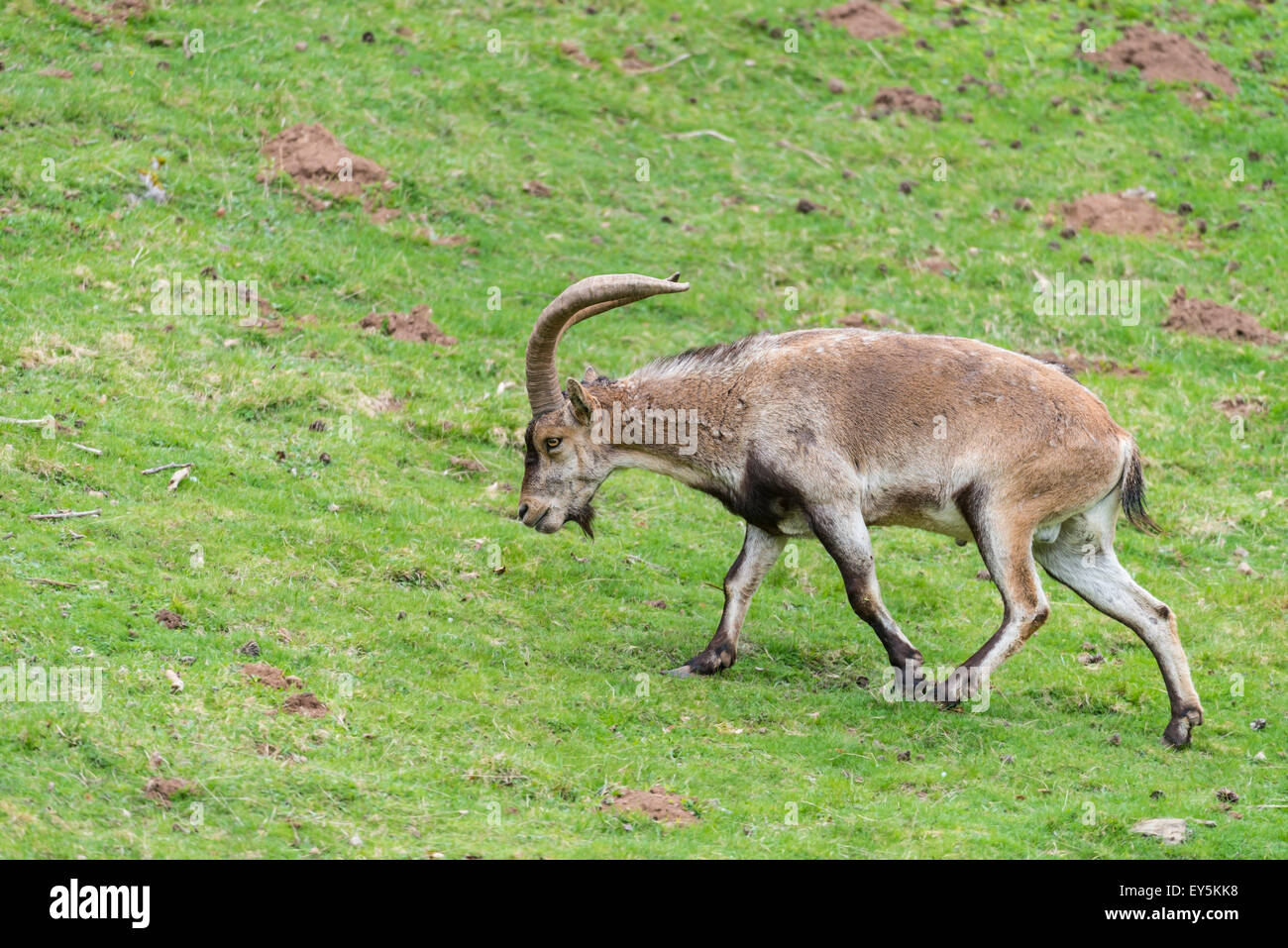 Spanish Ibex - Spain Stock Photo - Alamy
