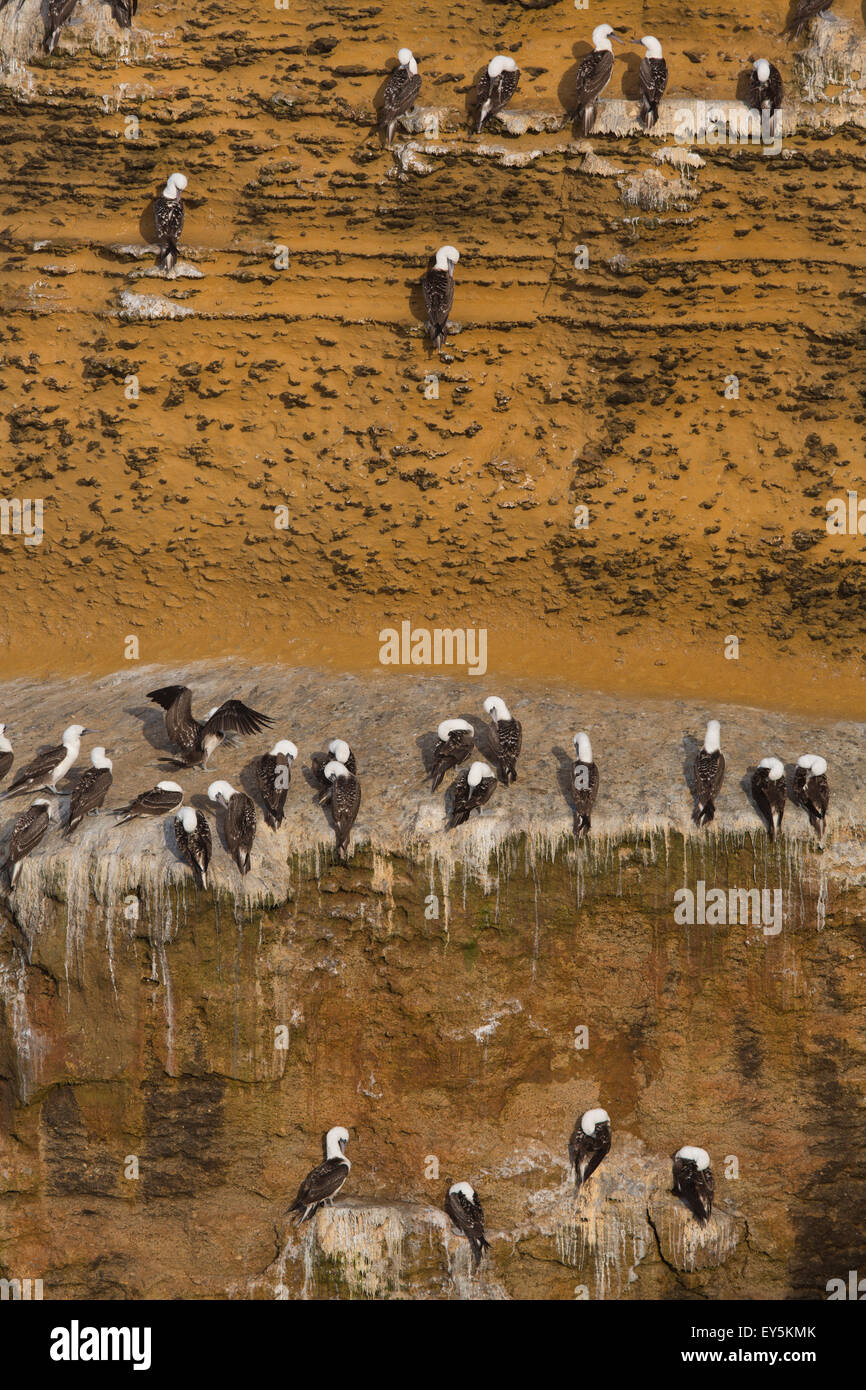 Peruvian Bobbies over cliff - Reserve of Paracas Peru Stock Photo - Alamy